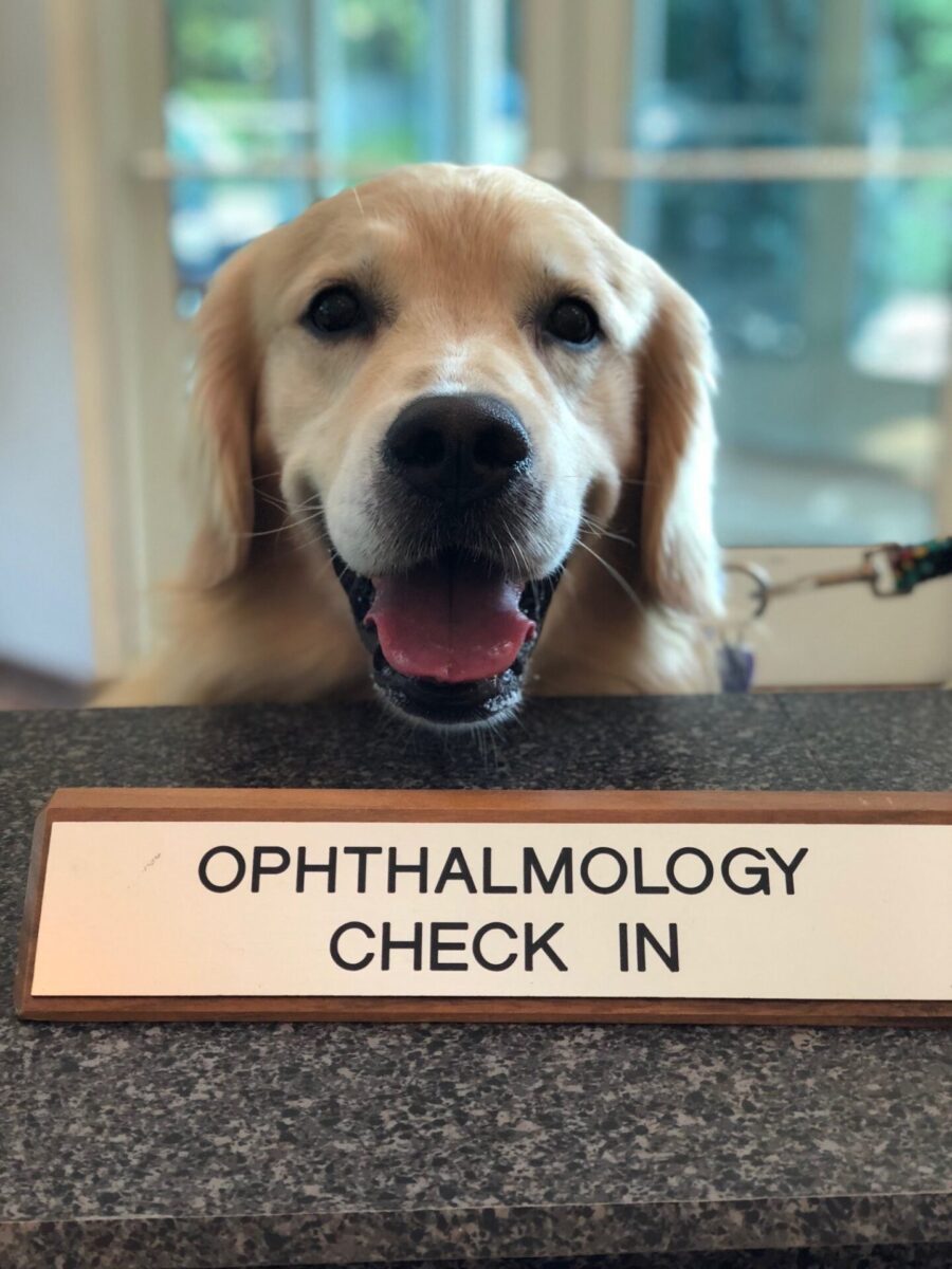 Veterinary Ophthalmology Services | Expert Animal Eye Care