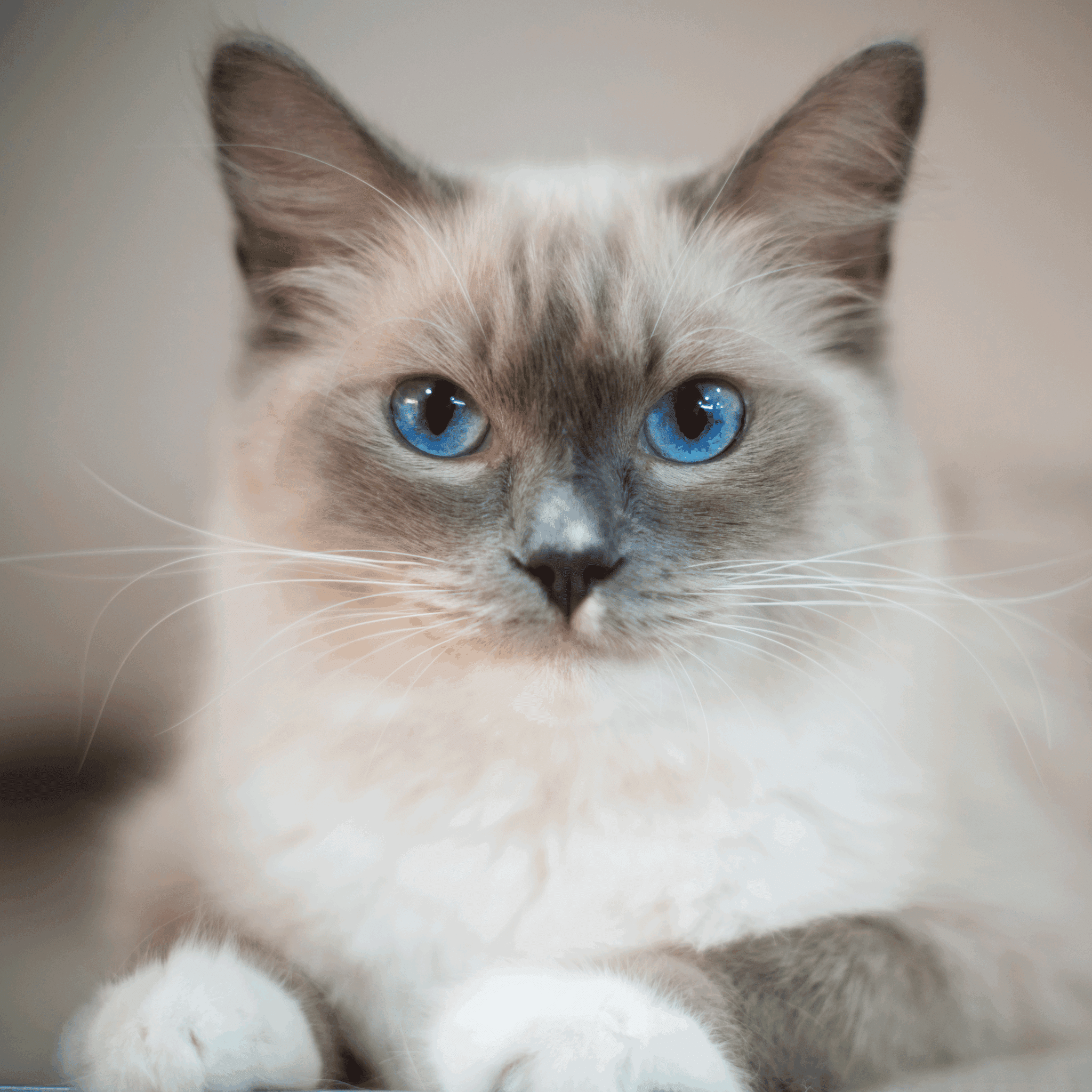 Veterinary Ophthalmology Services | Expert Animal Eye Care