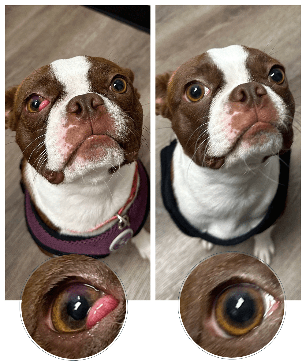 Cherry Eye Repair in Virginia and The Carolinas | Cherry Eye Surgery ...