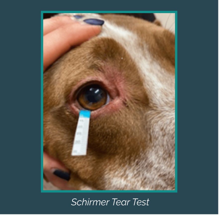 Dry Eye in Dogs & Cats | Pet Dry Eye Treatment in VA, NC, SC