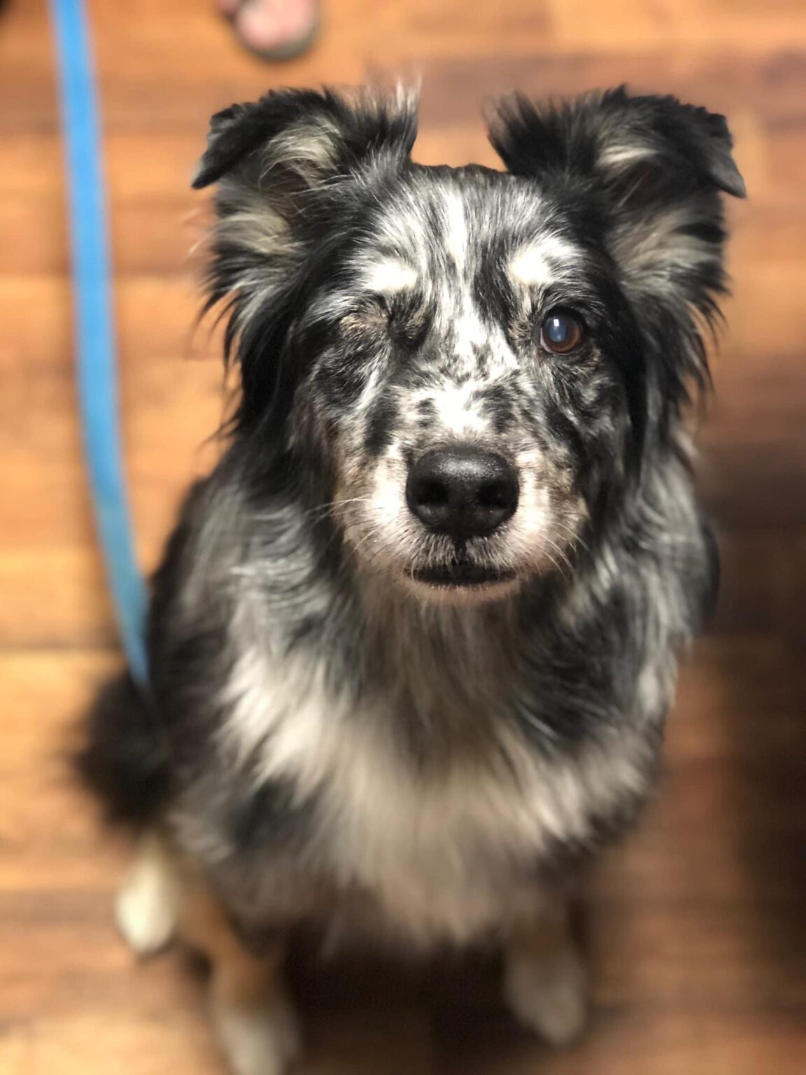 Veterinary Eye Removal Surgery | Enucleation for Pets in Virginia ...