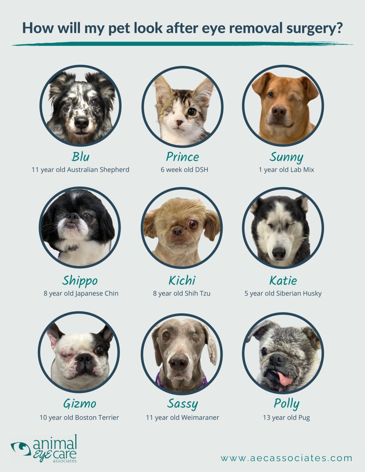 Veterinary Eye Removal Surgery | Enucleation for Pets in Virginia ...